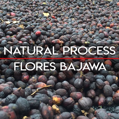 Jual Green Bean Kopi Arabica Flores Bajawa Asli | iKopi.co.id